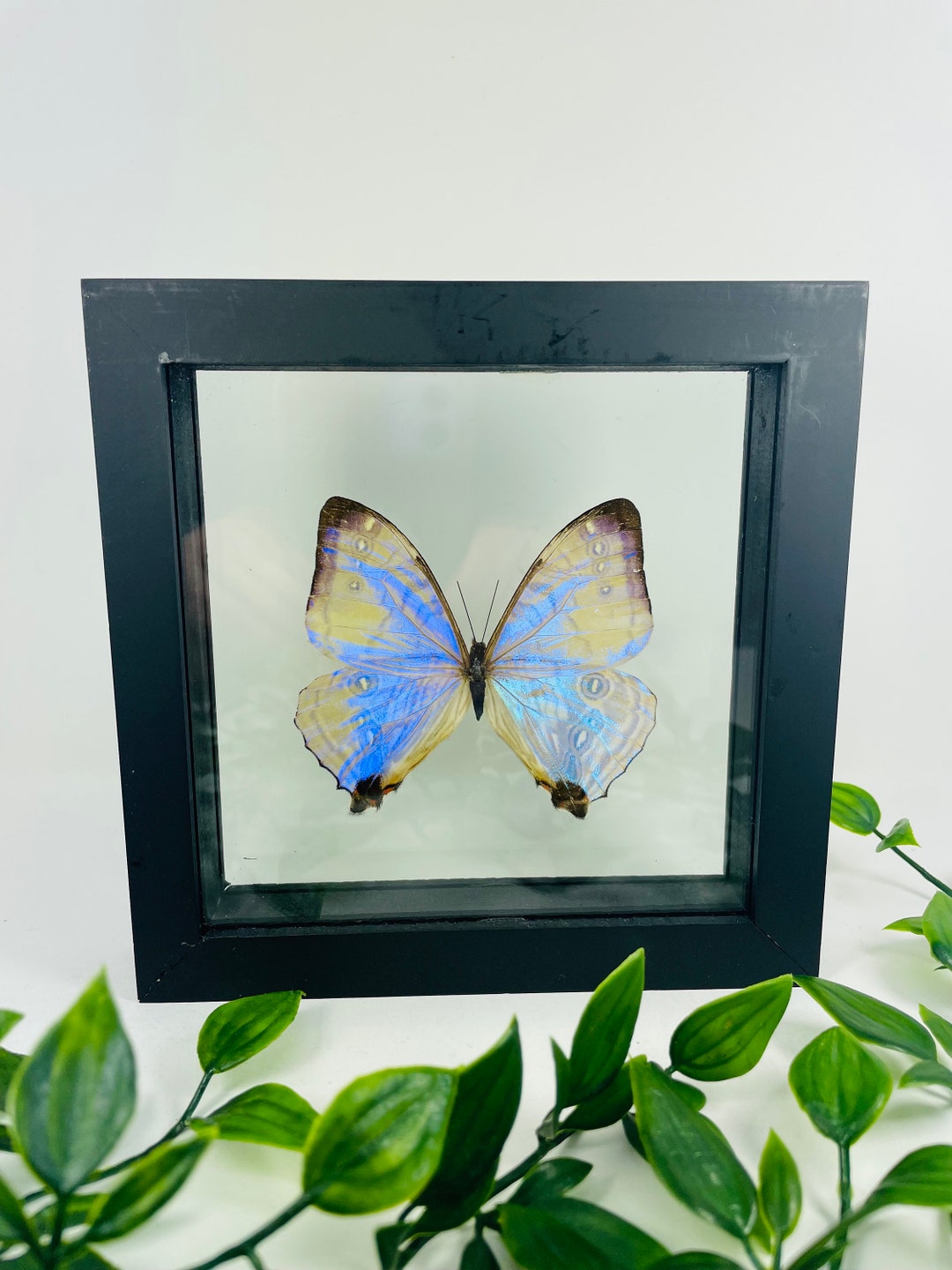 Real Framed Butterfly Morpho Sulkowski - Etsy