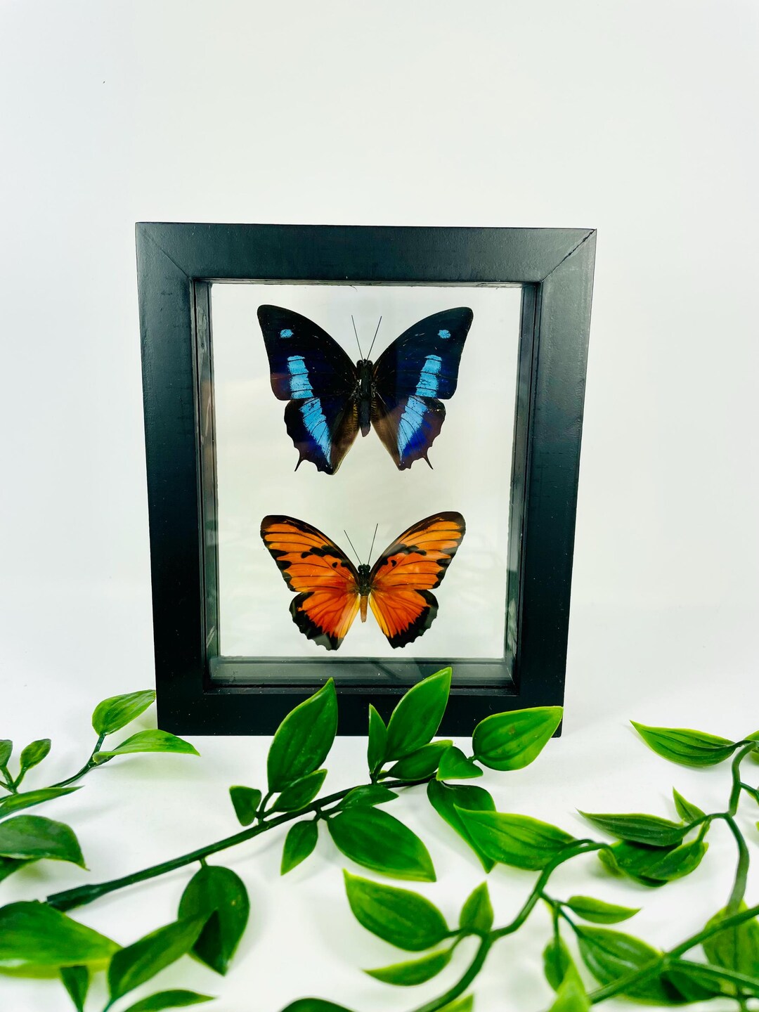 Real Framed Butterfly Display - Etsy