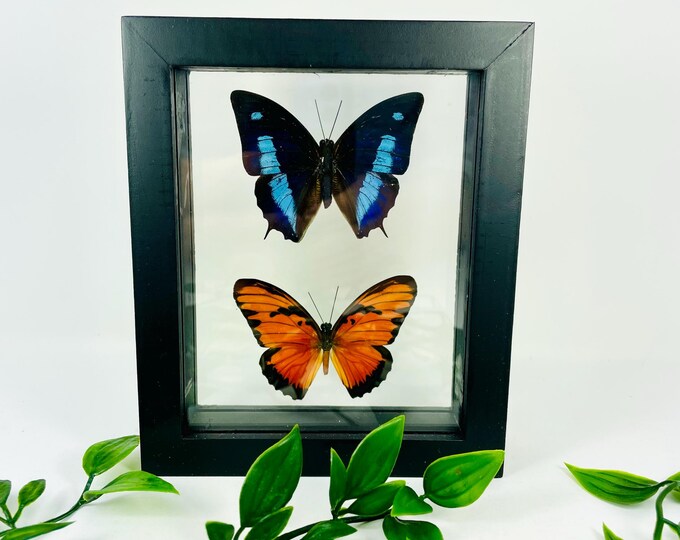 Real Framed Butterfly Display - Etsy