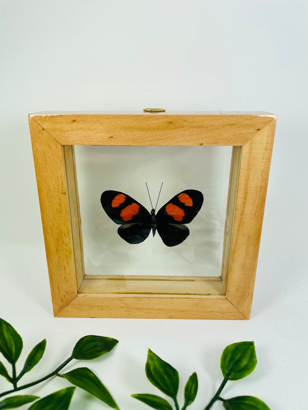 Real Framed Butterfly Display - Etsy