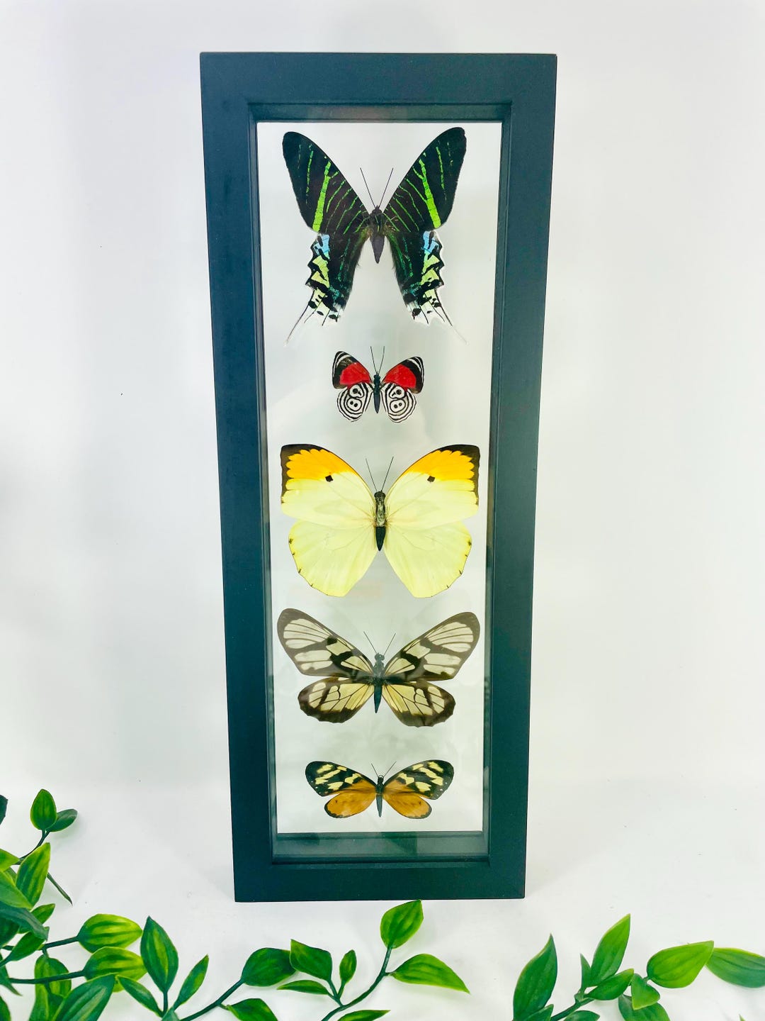 Real Framed Butterfly Display - Etsy