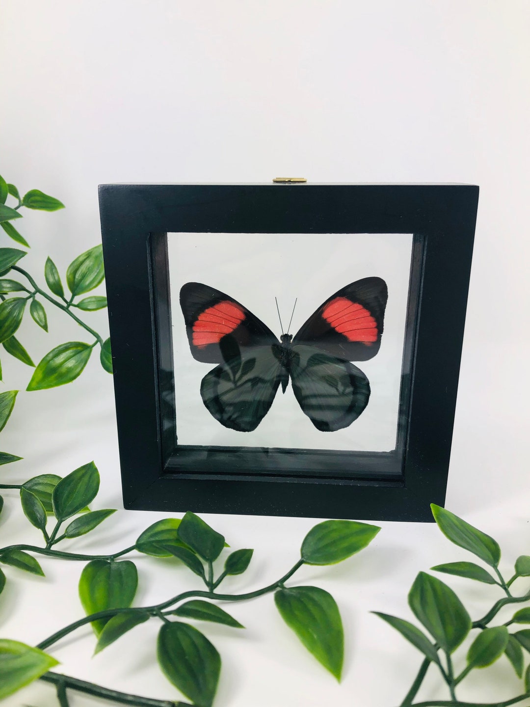 Real Framed Butterfly - Etsy