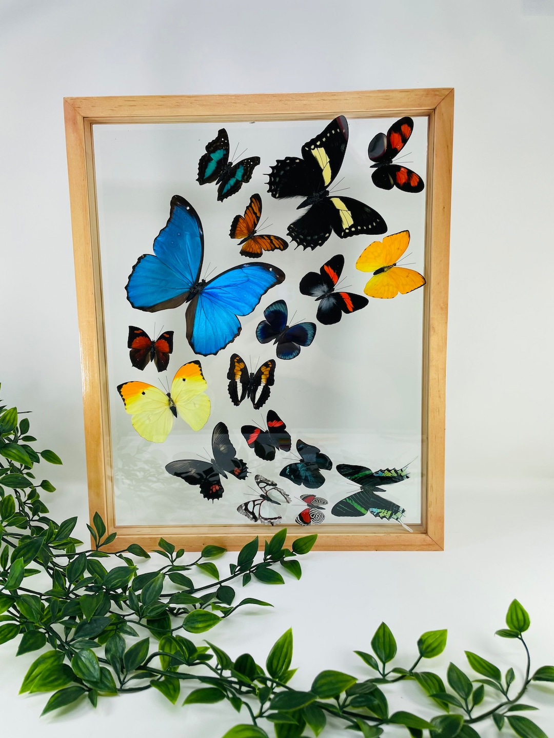 Real Framed Butterfly Collection Blue Morpho EXCEPTIONAL - Etsy