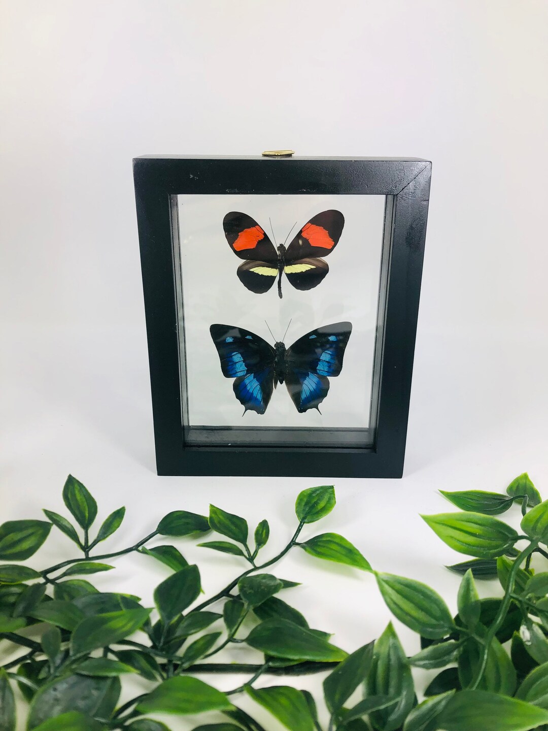 Real Framed Butterfly Display - Etsy