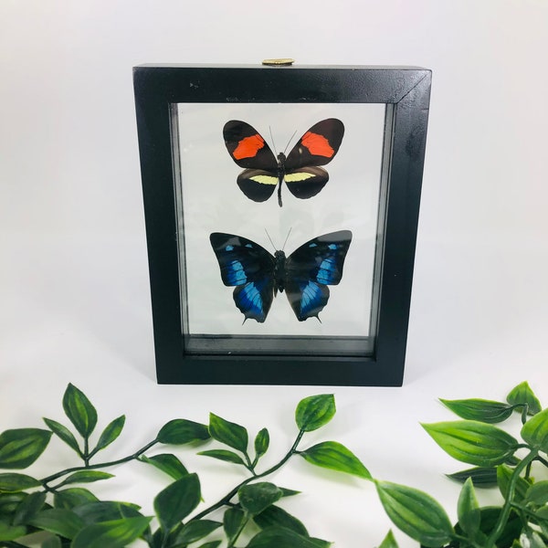 Butterfly Display - Etsy
