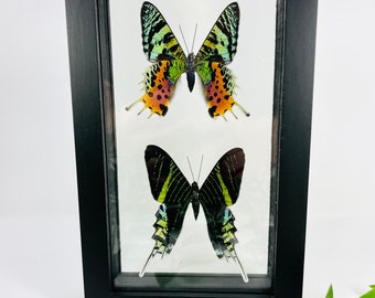Framed Butterfly Display Including Sunset Moth - Etsy