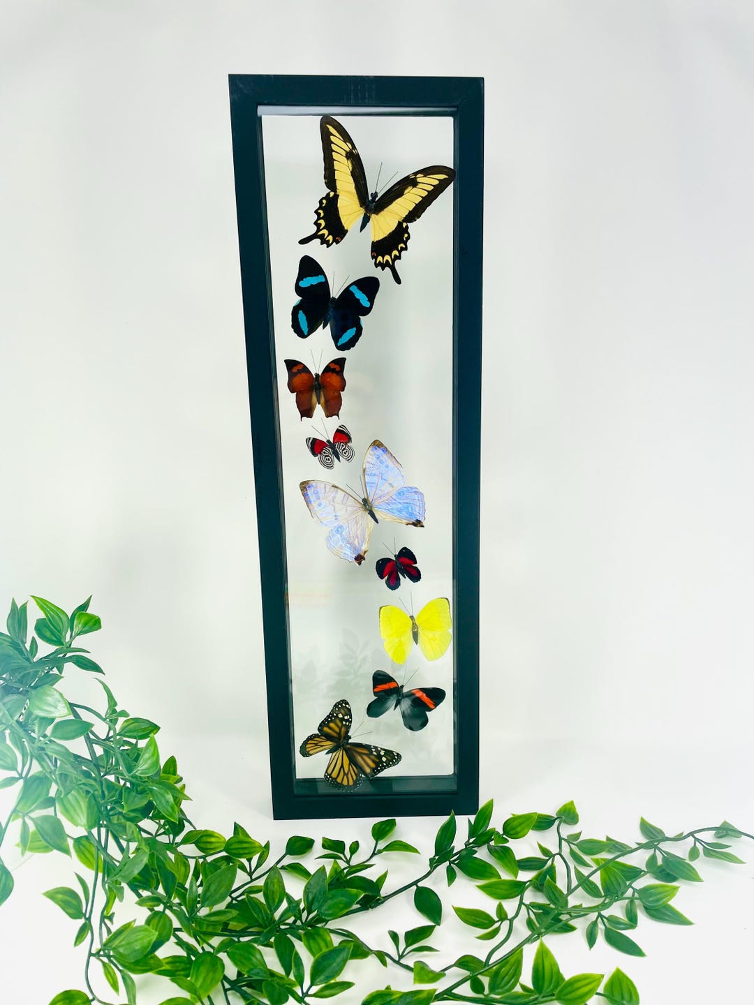 Real Framed Butterfly Collection Morpho Sulkowski Butterfly - Etsy
