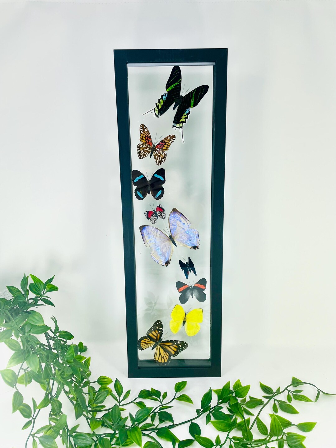Real Framed Butterfly Collection Morpho Sulkowski Butterfly - Etsy