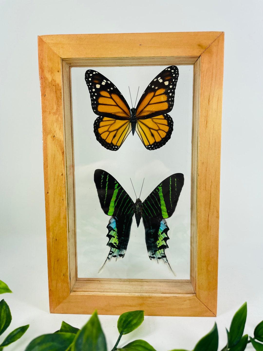 Real Framed Butterfly Collection Including Monarch - Etsy