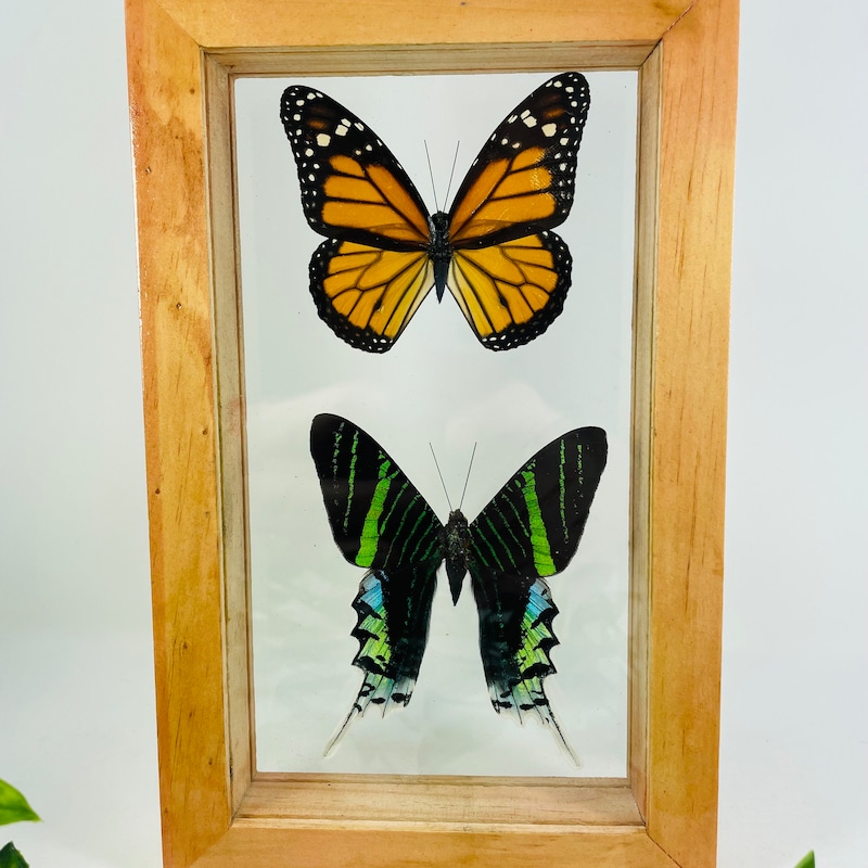 Framed Butterflies - Etsy