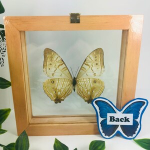 Real Framed Butterfly Morpho Sulkowski pearl Morpho Light Brown Frame ...