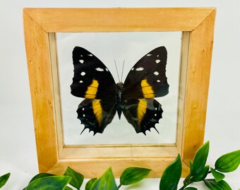 Real Framed Butterfly Morpho Sulkowski - Etsy