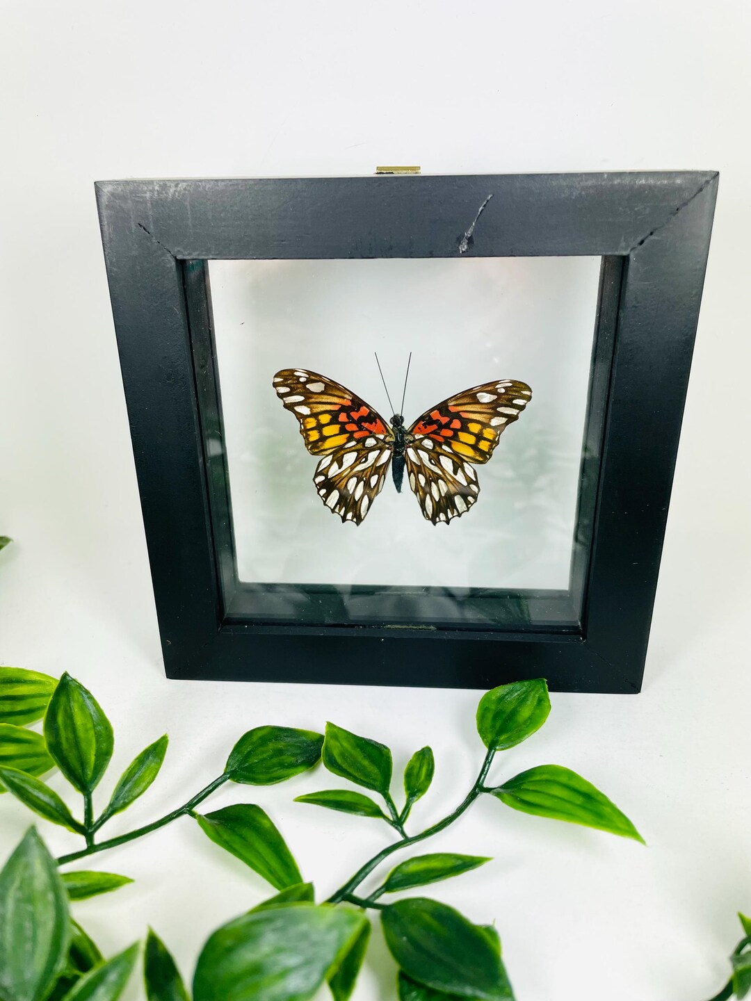 Real Framed Butterfly Display - Etsy