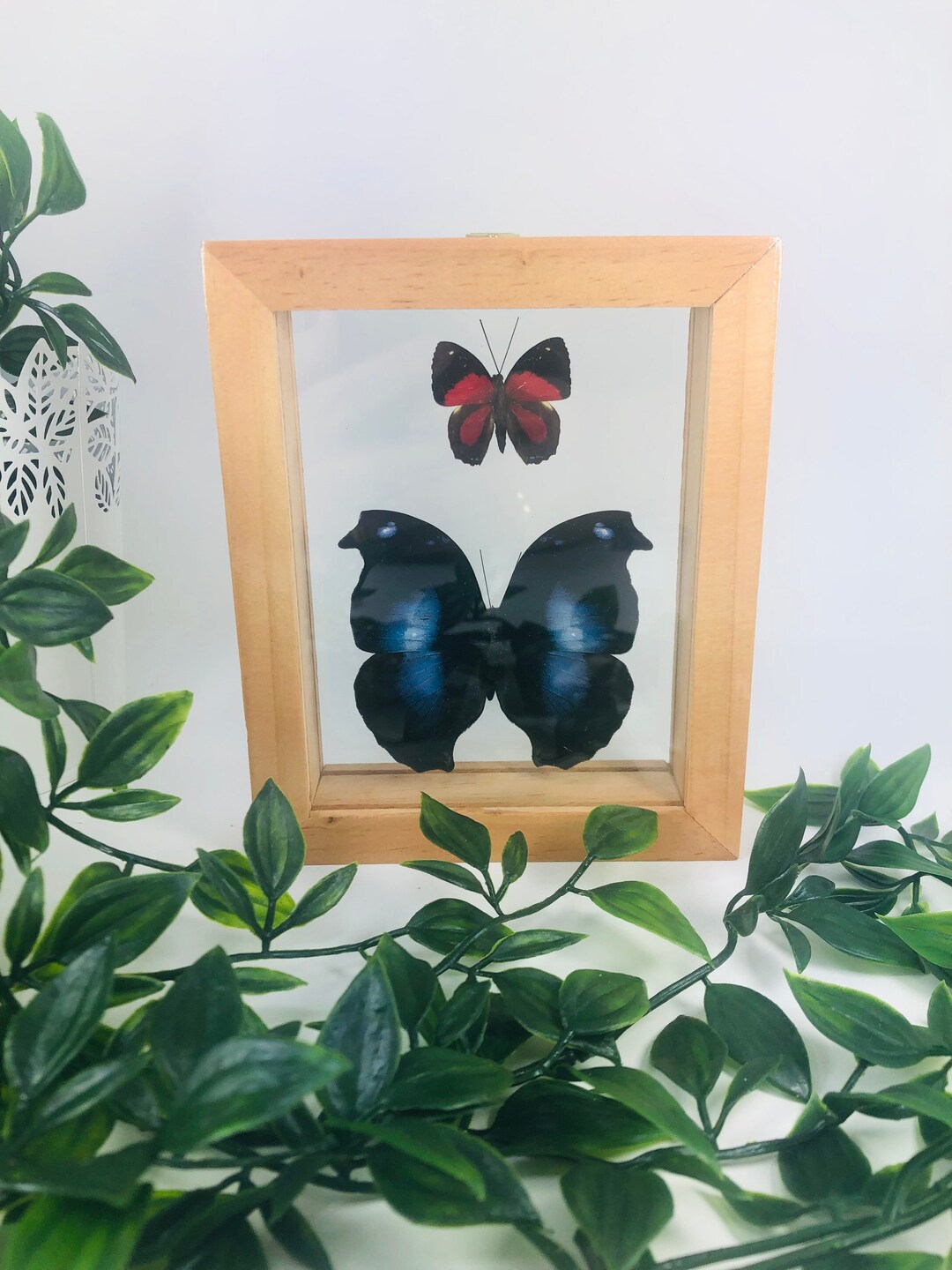Real Framed Butterfly Display - Etsy
