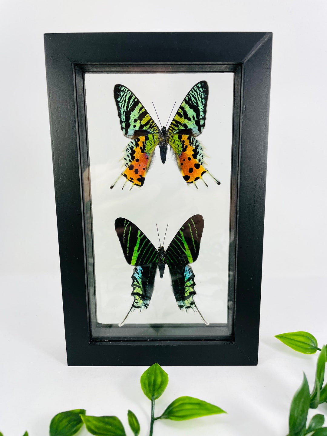 Framed Butterfly Display Including Sunset Moth - Etsy