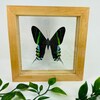 Real Framed Butterfly Display - Etsy