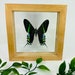 Real Framed Butterfly Display - Etsy