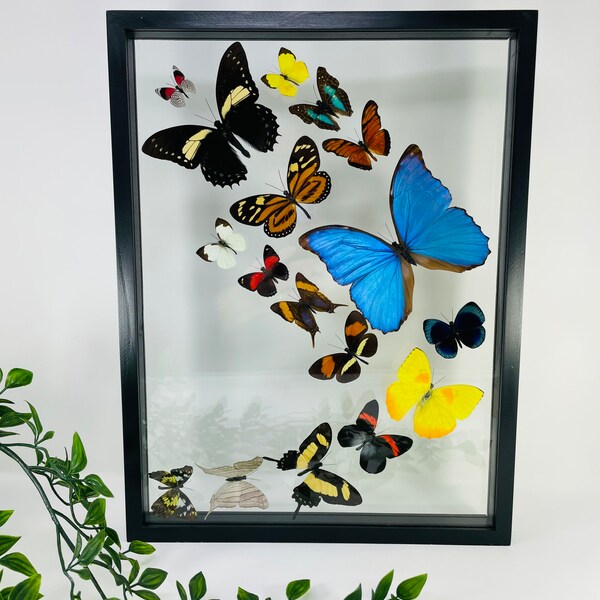 Real Butterfly Framed - Etsy