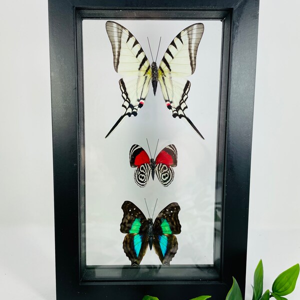 Butterfly Collection - Etsy