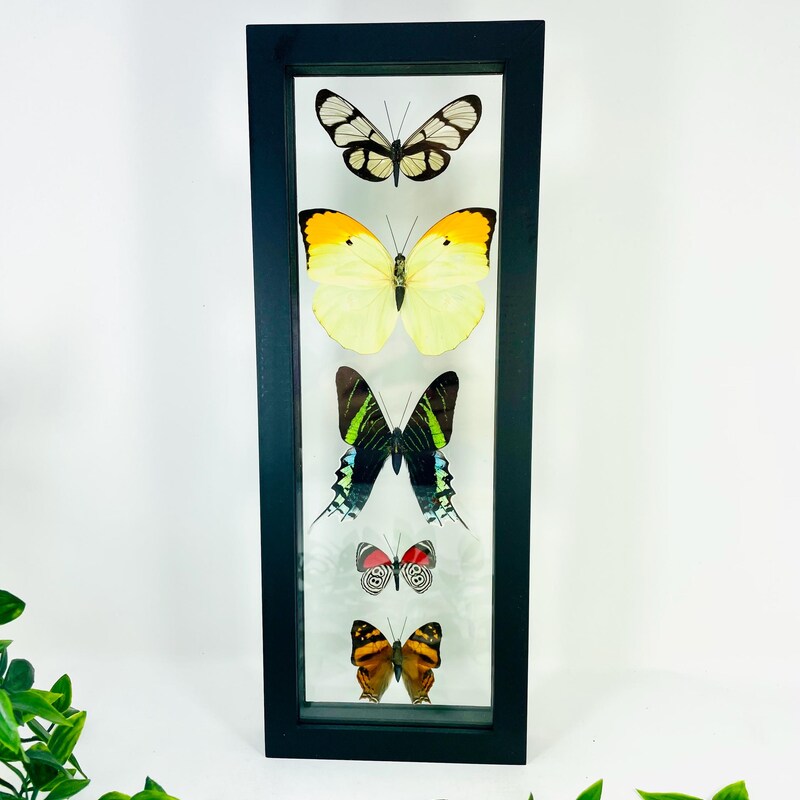 Framed Butterflies - Etsy