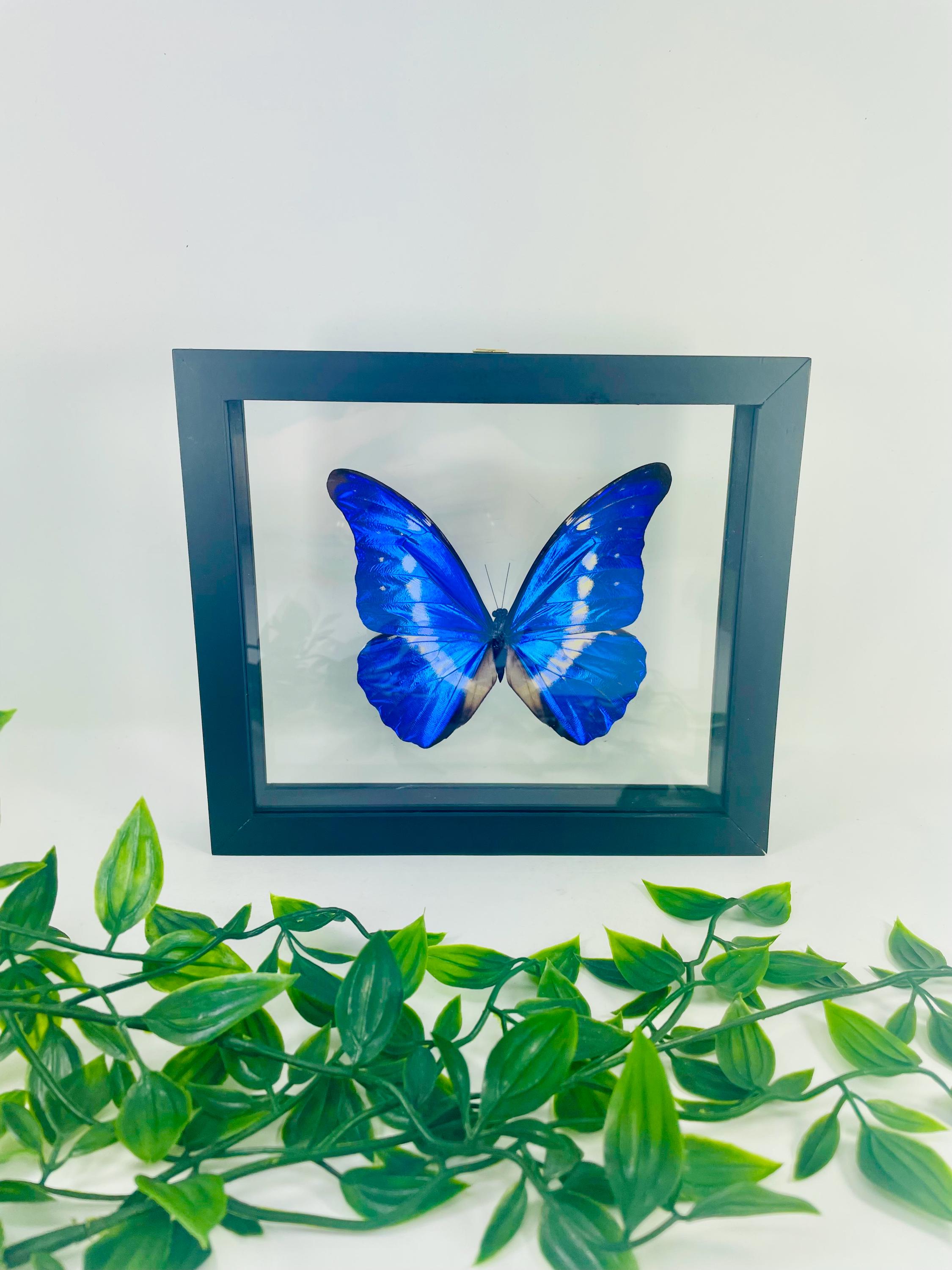 Framed Morpho Helena Butterfly – Real Butterfly Display (6x7) - Etsy