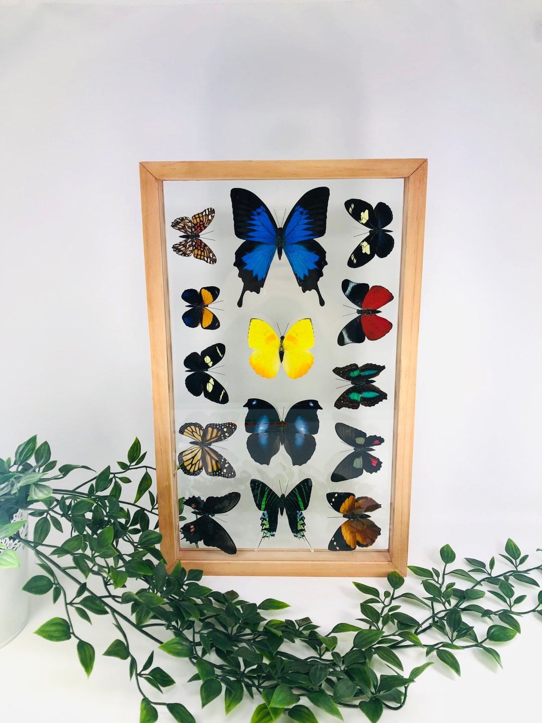 Real Framed Butterfly Collection - Etsy