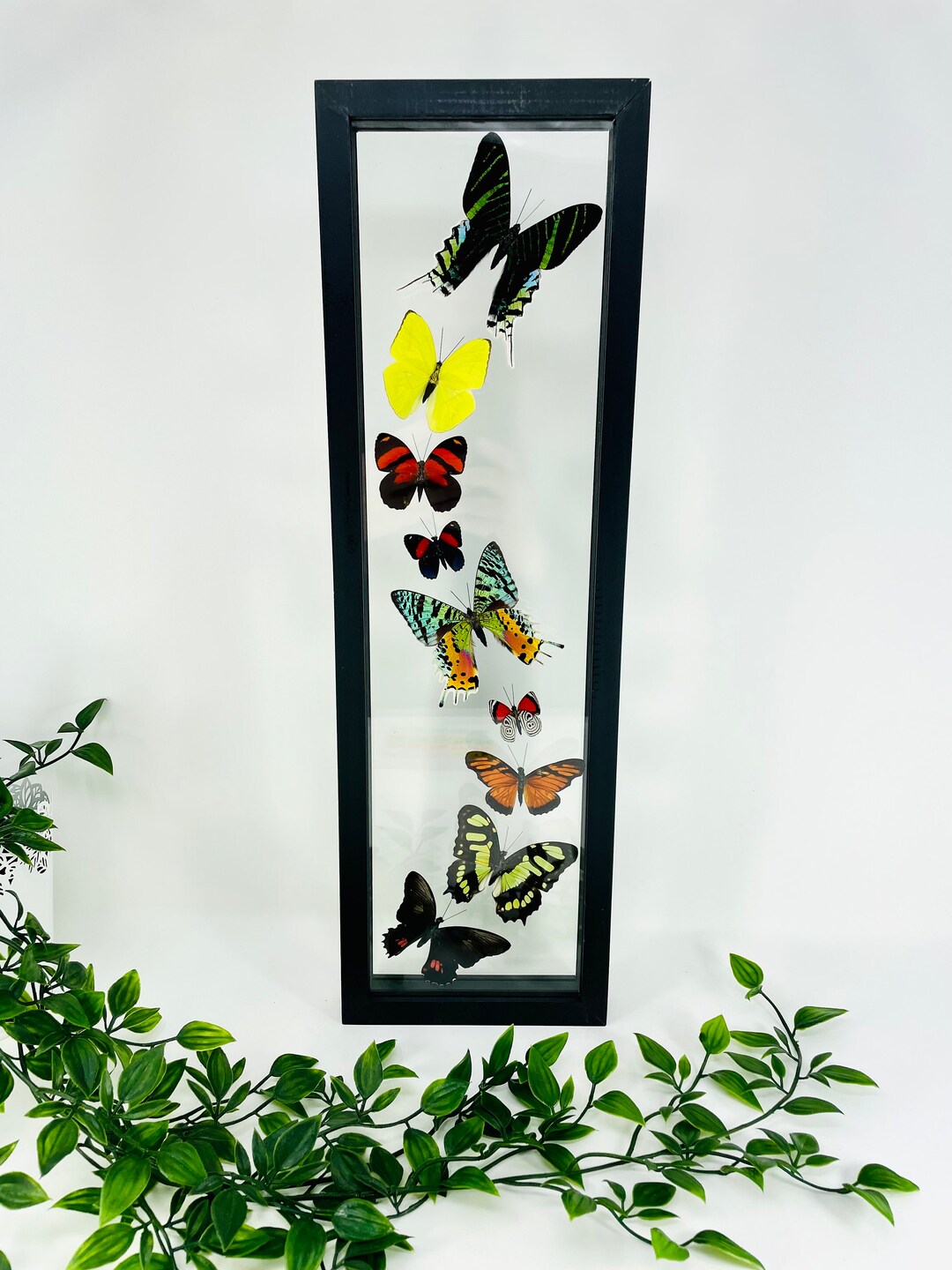 Real Framed Butterfly Collection - Sunset Moth - Etsy