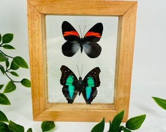 Butterfly Display, Framed Butterflies, Mounted Butterflies, Butterfly ...