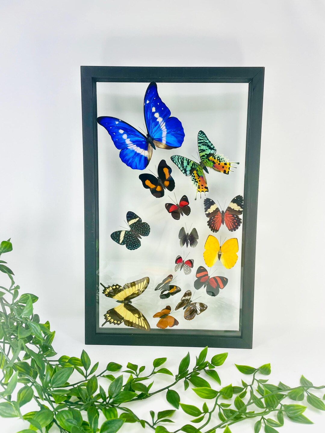 Real Framed Butterfly Display - Helena Morpho & Sunset Moth - Etsy