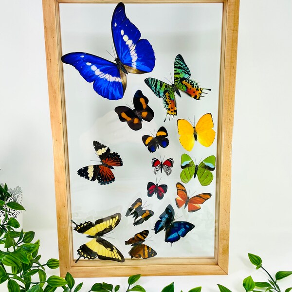 Butterfly Display - Etsy
