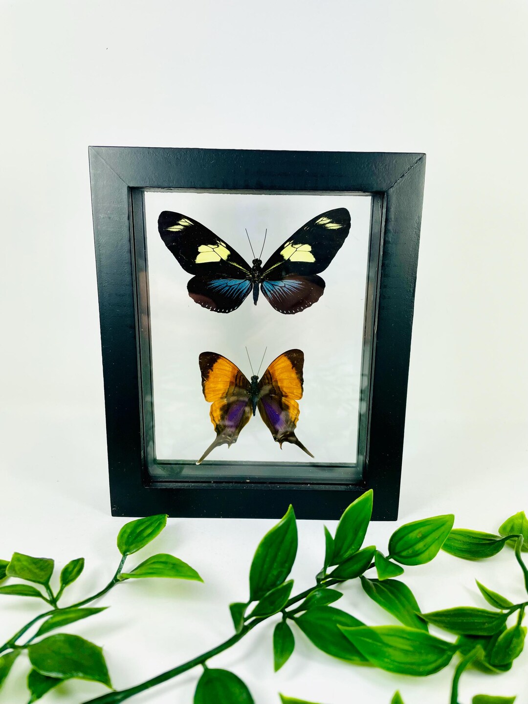 Real Framed Butterfly Display - Etsy