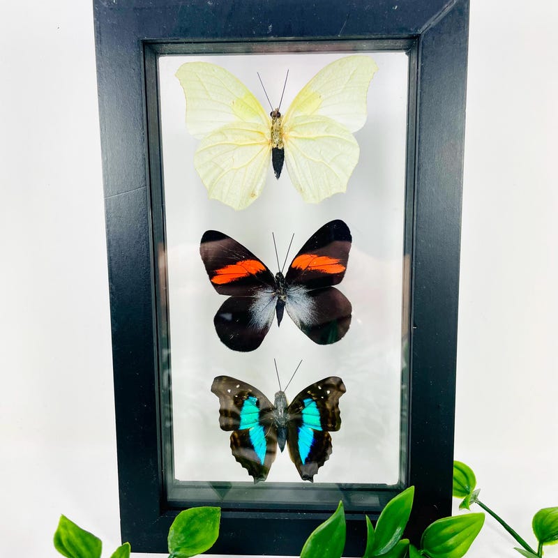 Naturalbutterflies - Etsy