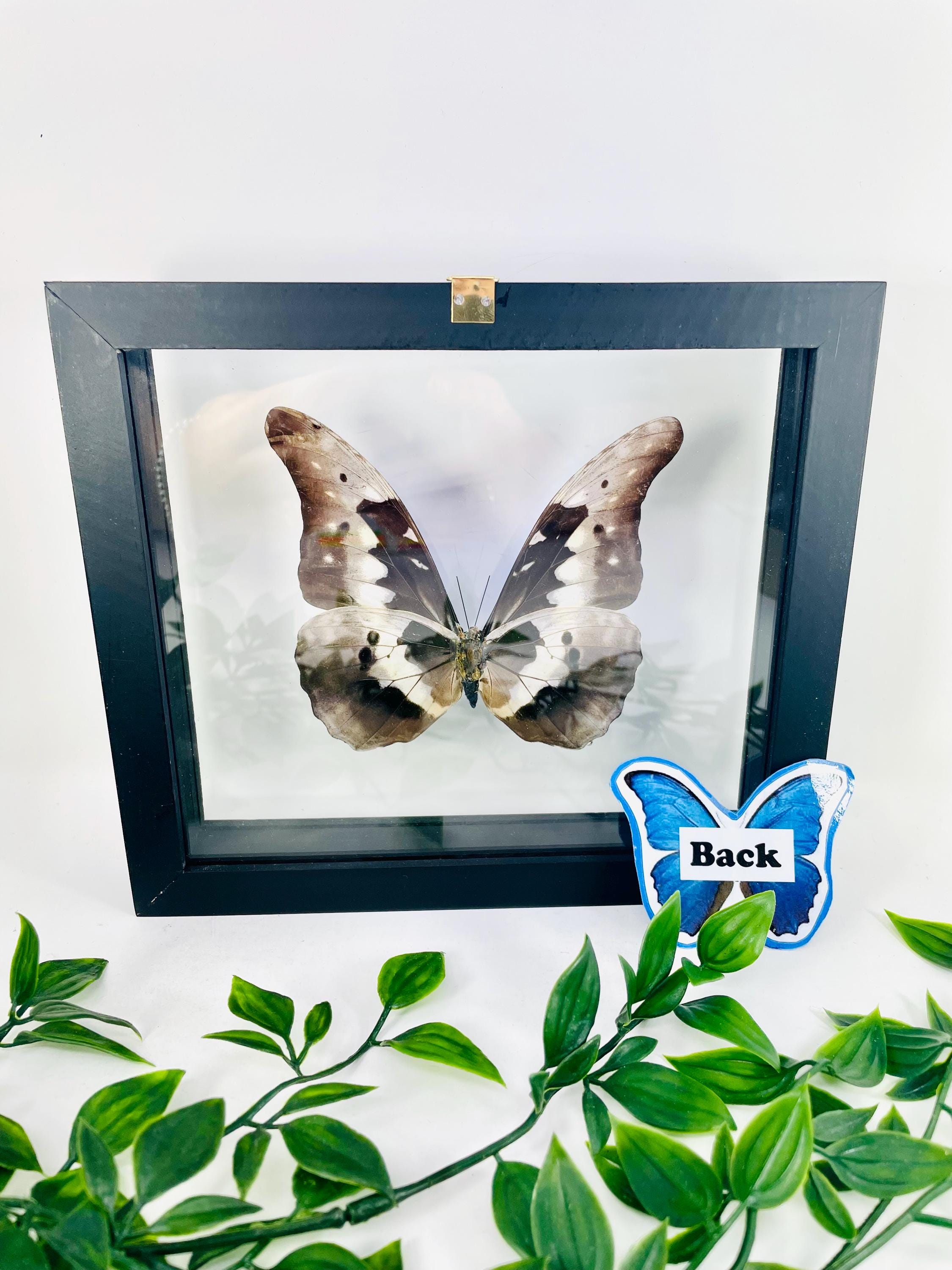 Framed Morpho Helena Butterfly – Real Butterfly Display (6x7) - Etsy