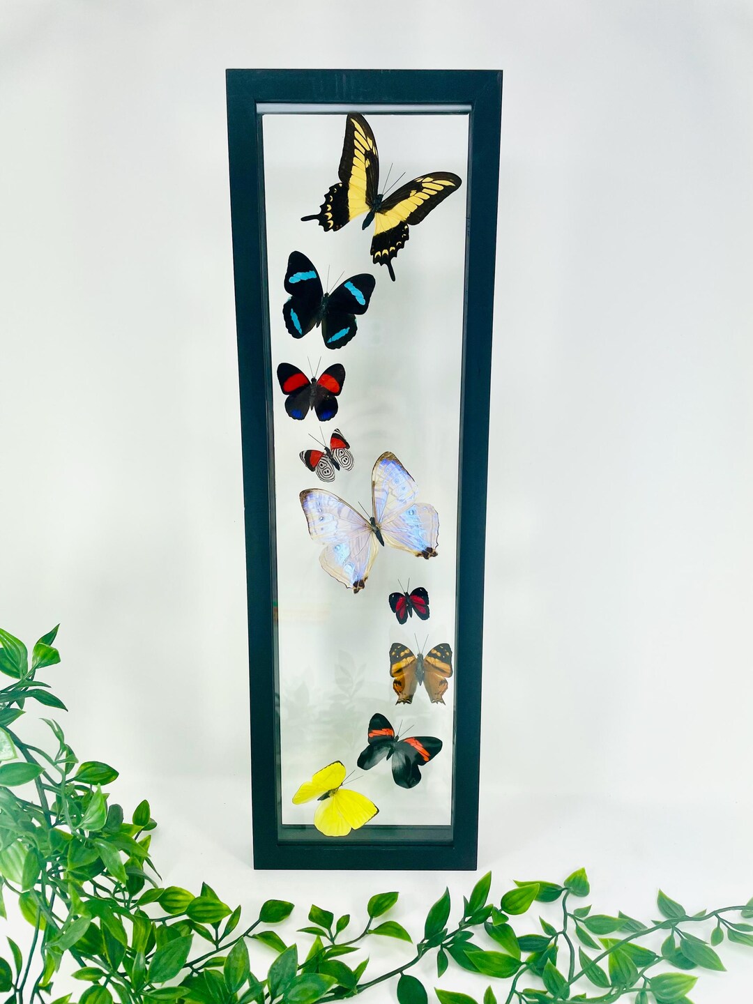 Real Framed Butterfly Collection Morpho Sulkowski Butterfly - Etsy