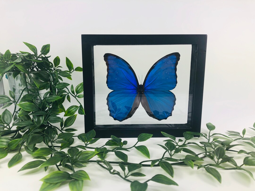 Blue Morpho morpho Didius Butterfly - Etsy