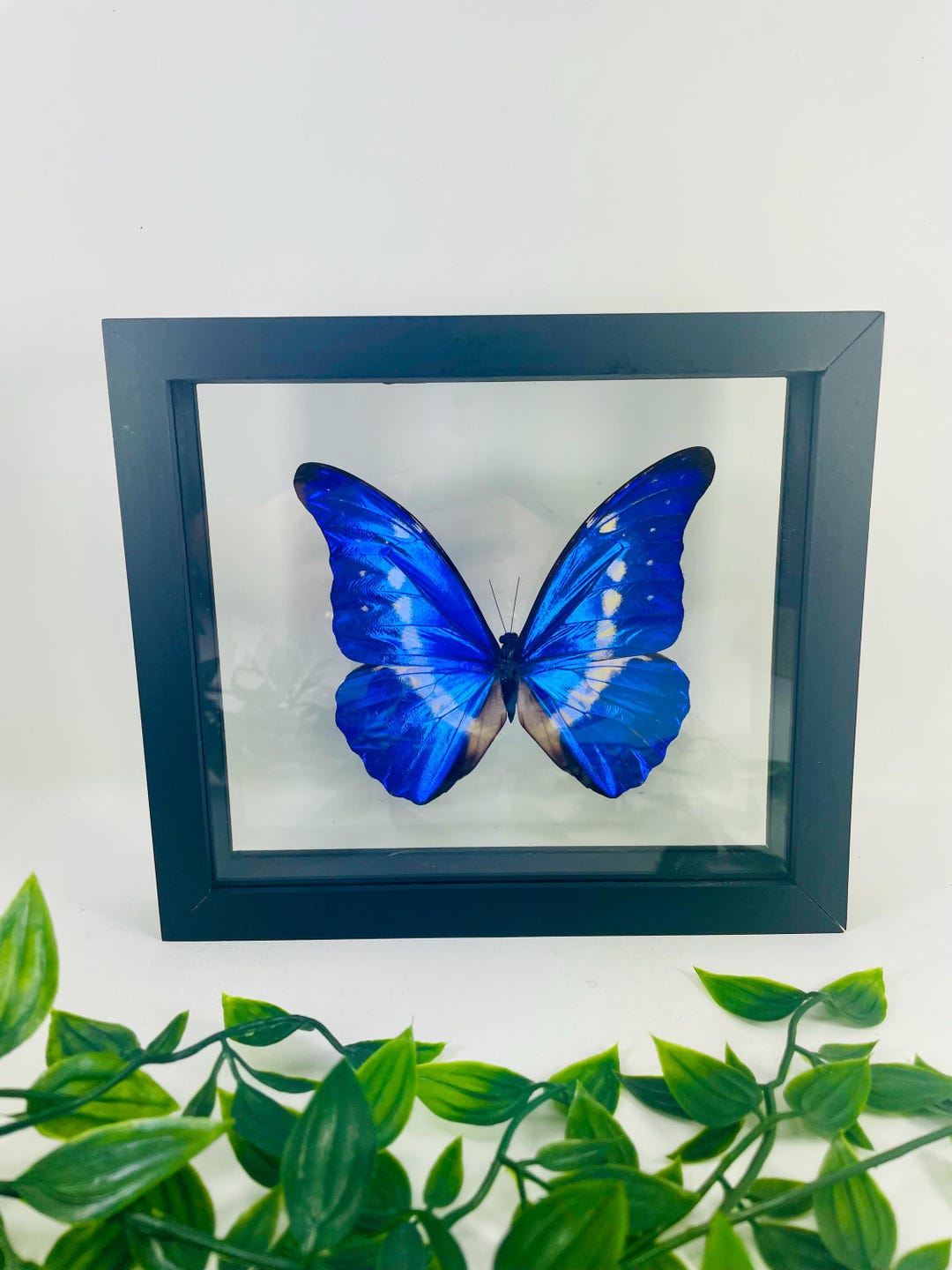 Framed Morpho Helena Butterfly – Real Butterfly Display (6x7) - Etsy