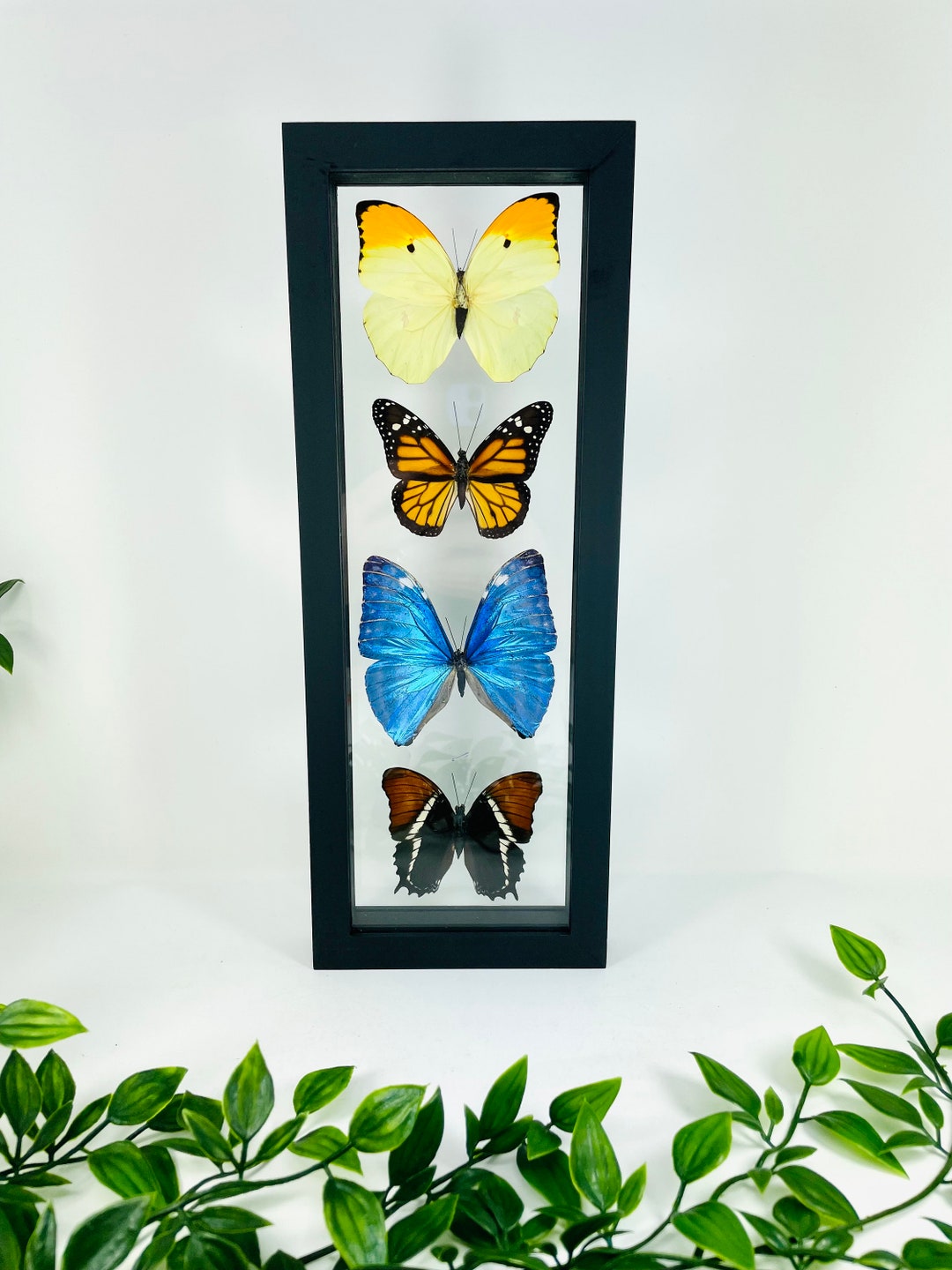 Real Framed Butterfly Collection - Morpho Butterfly - Etsy