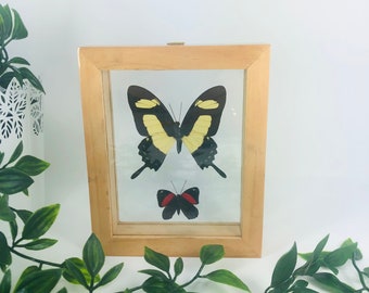 Butterfly Display, Framed Butterflies, Mounted Butterflies, Butterfly ...