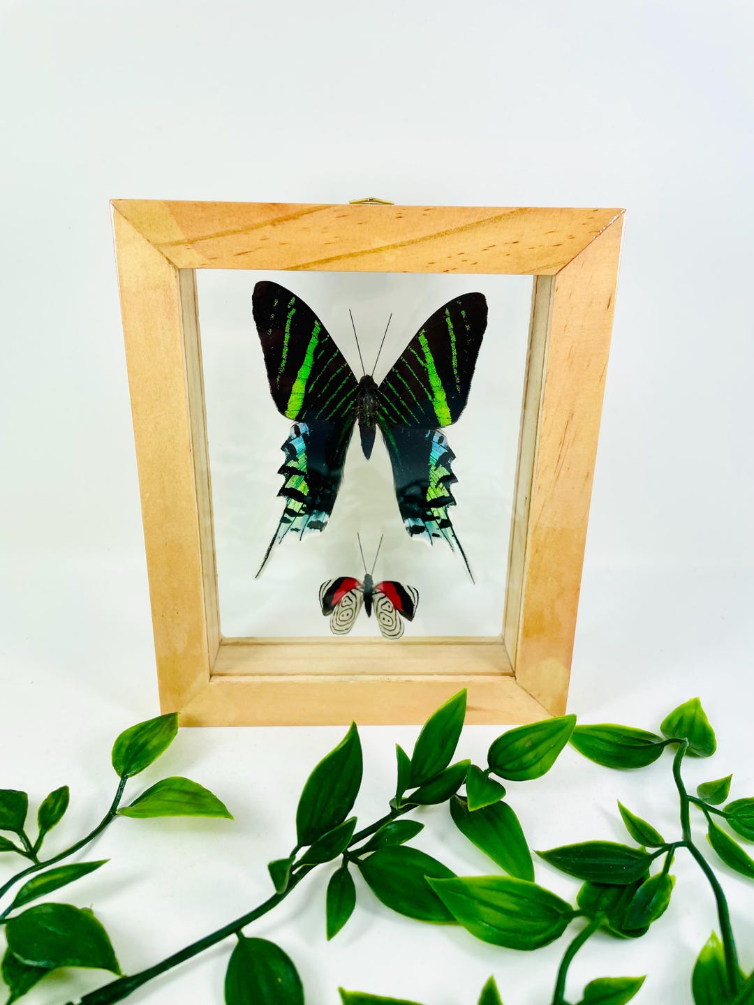Real Framed Butterfly Display - Etsy
