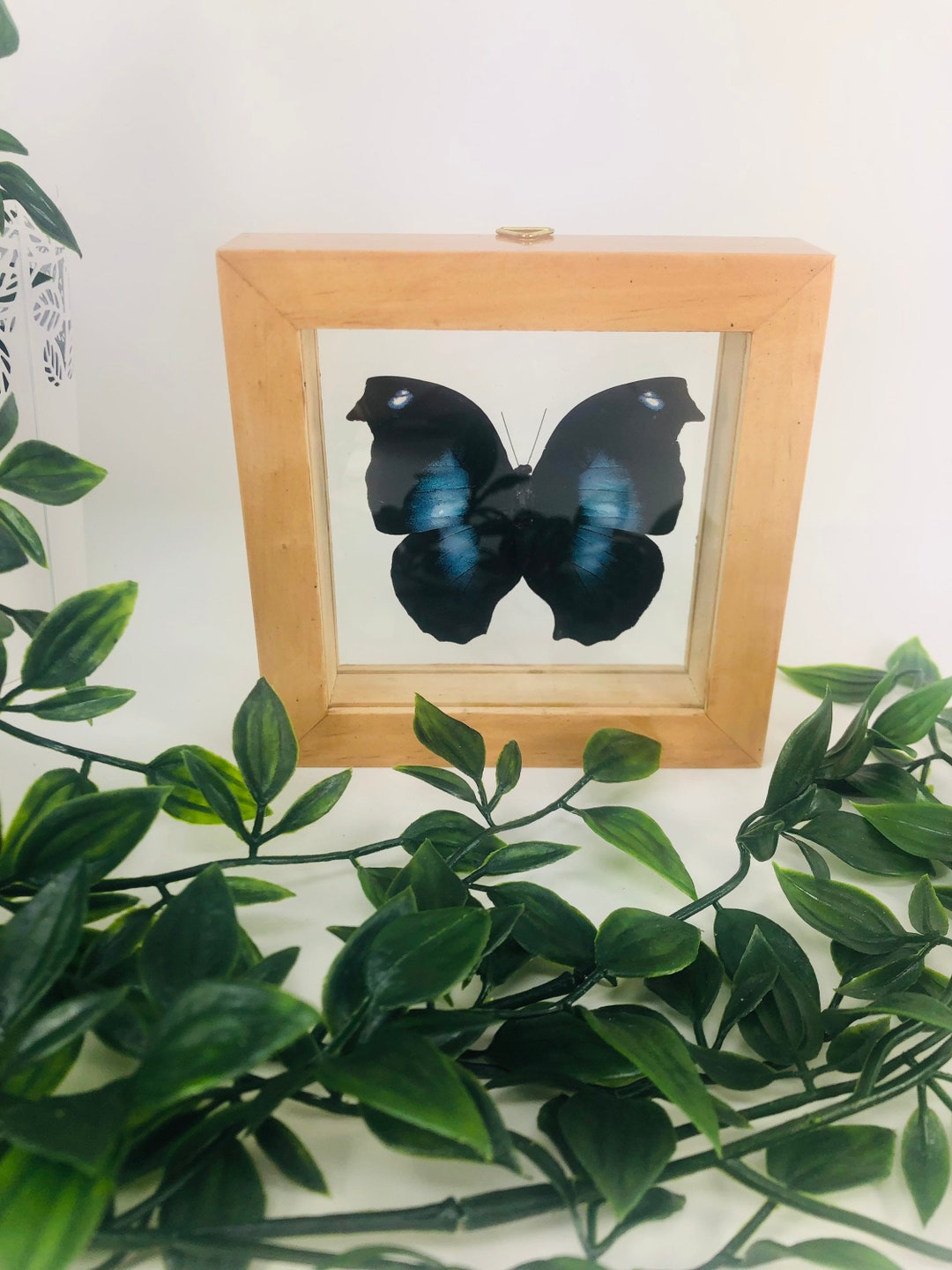 Real Framed Butterfly - Etsy