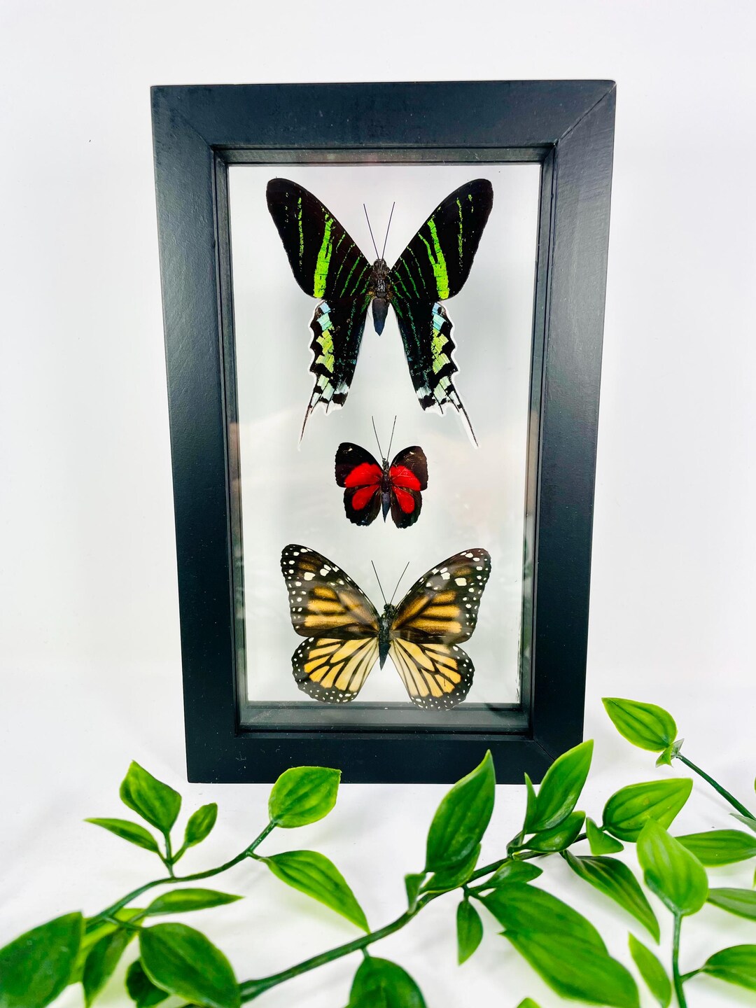 Real Framed Butterfly Display - Etsy