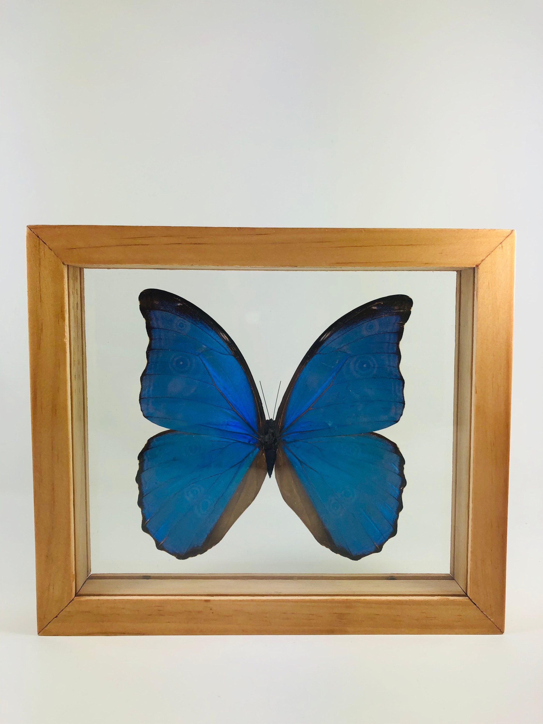 Blue Morpho morpho Didius Butterfly Light Brown Frame - Etsy