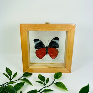 Real Framed Butterfly - Etsy