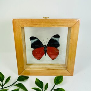 Real Framed Butterfly - Etsy