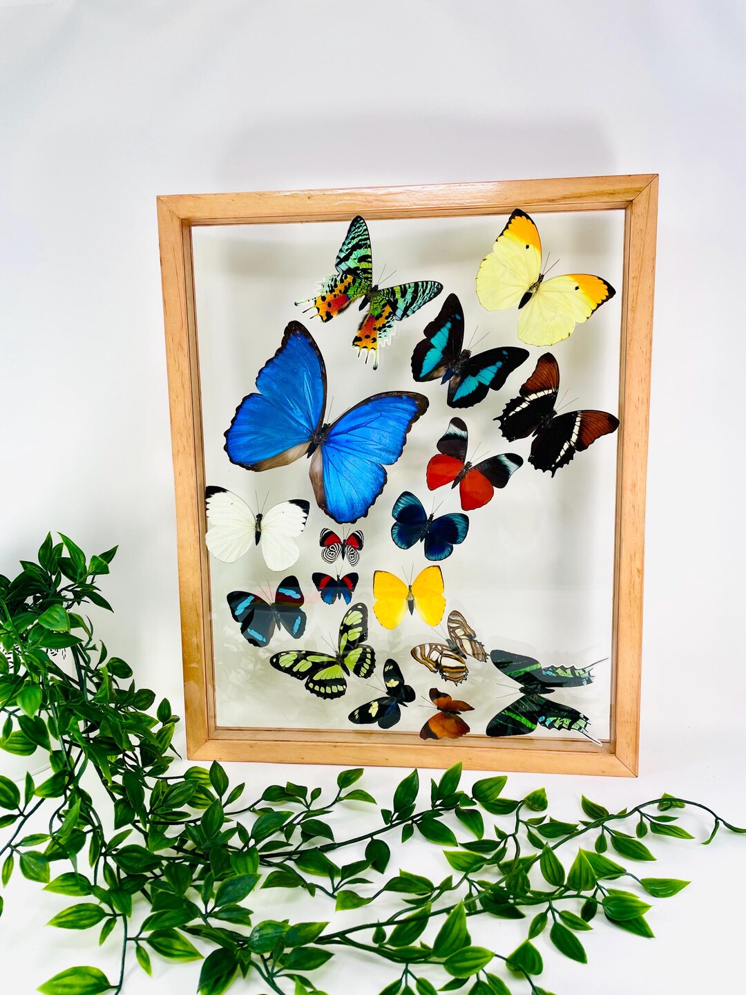 Real Framed Butterfly Display Morpho Butterfly & Sunset Moth - Etsy