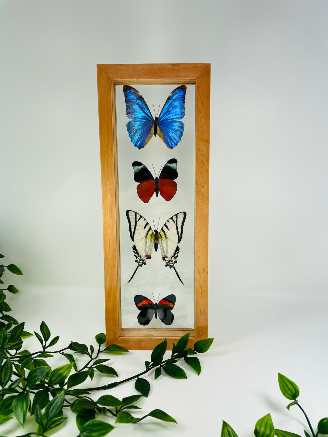 Real Framed Butterfly Collection - Etsy