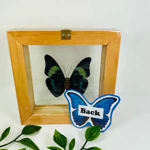 Real Framed Butterfly - Etsy