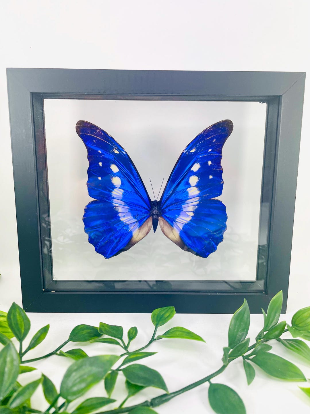 Morpho Helena Butterfly STUNNING - Etsy