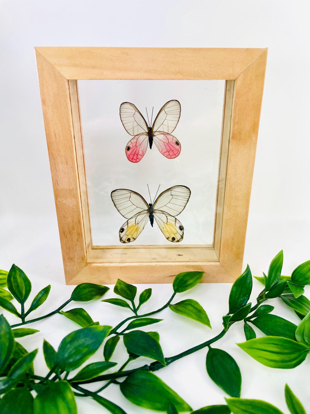 Real Framed Butterfly Display - Etsy