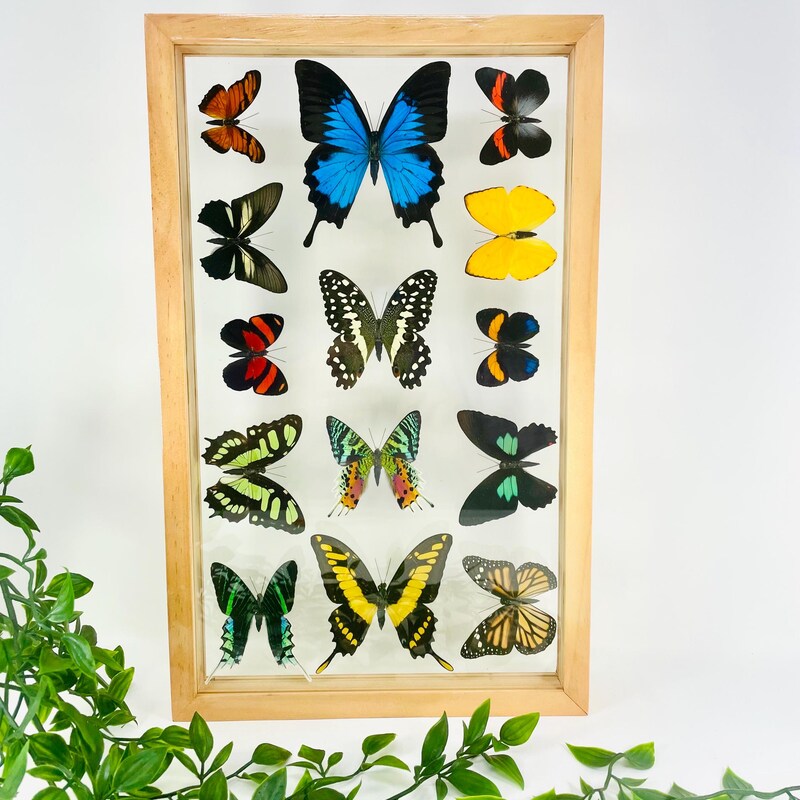 Butterfly Collection - Etsy